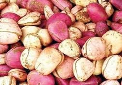 CULTURE DU KOLATIER : Le stimulant qui rapporte 4 millions à l'hectare ...